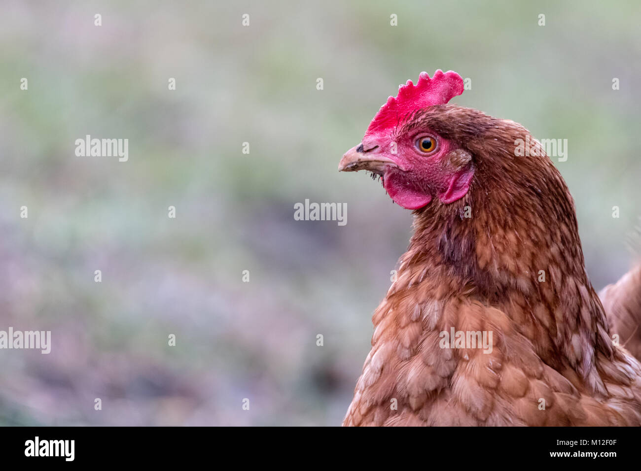 Portrait of chicken, profile, head and face. Smooth background. Red hen ...