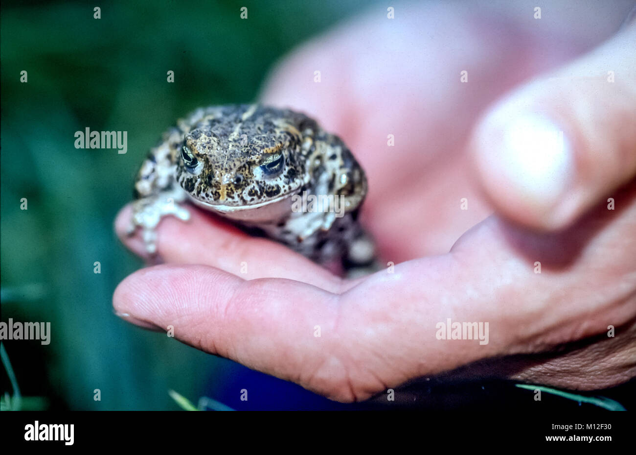 A natterjack toad held in someone's hand Stock Photo - Alamy