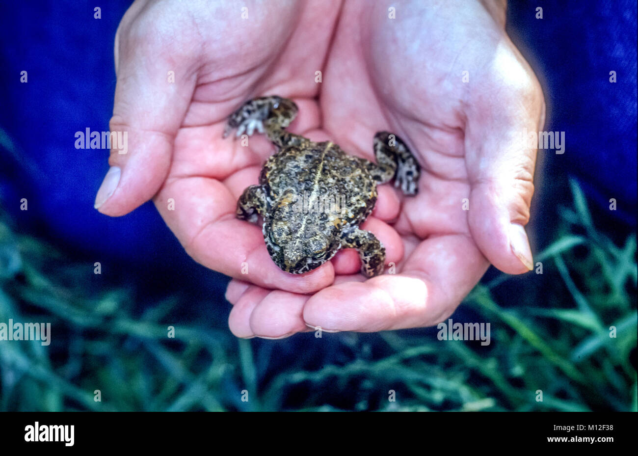 A natterjack toad held in someone's hand Stock Photo - Alamy
