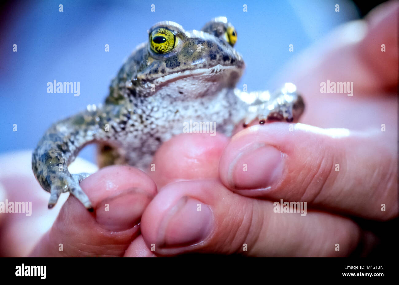 A natterjack toad held in someone's hand Stock Photo - Alamy