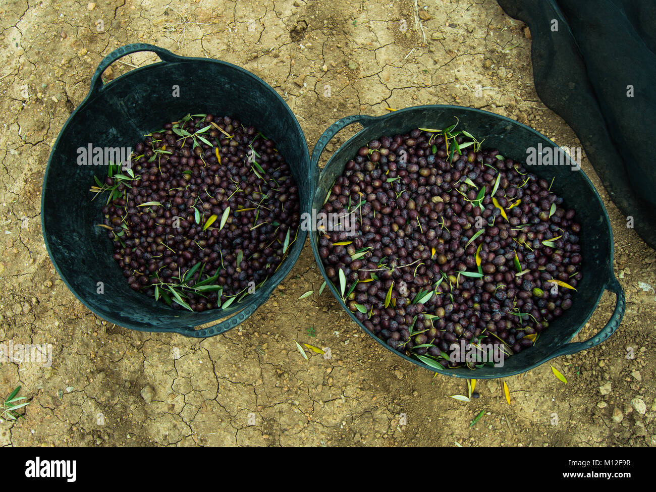 Picking olives in Andalusia, Spain. Two big cubes filled with the ...