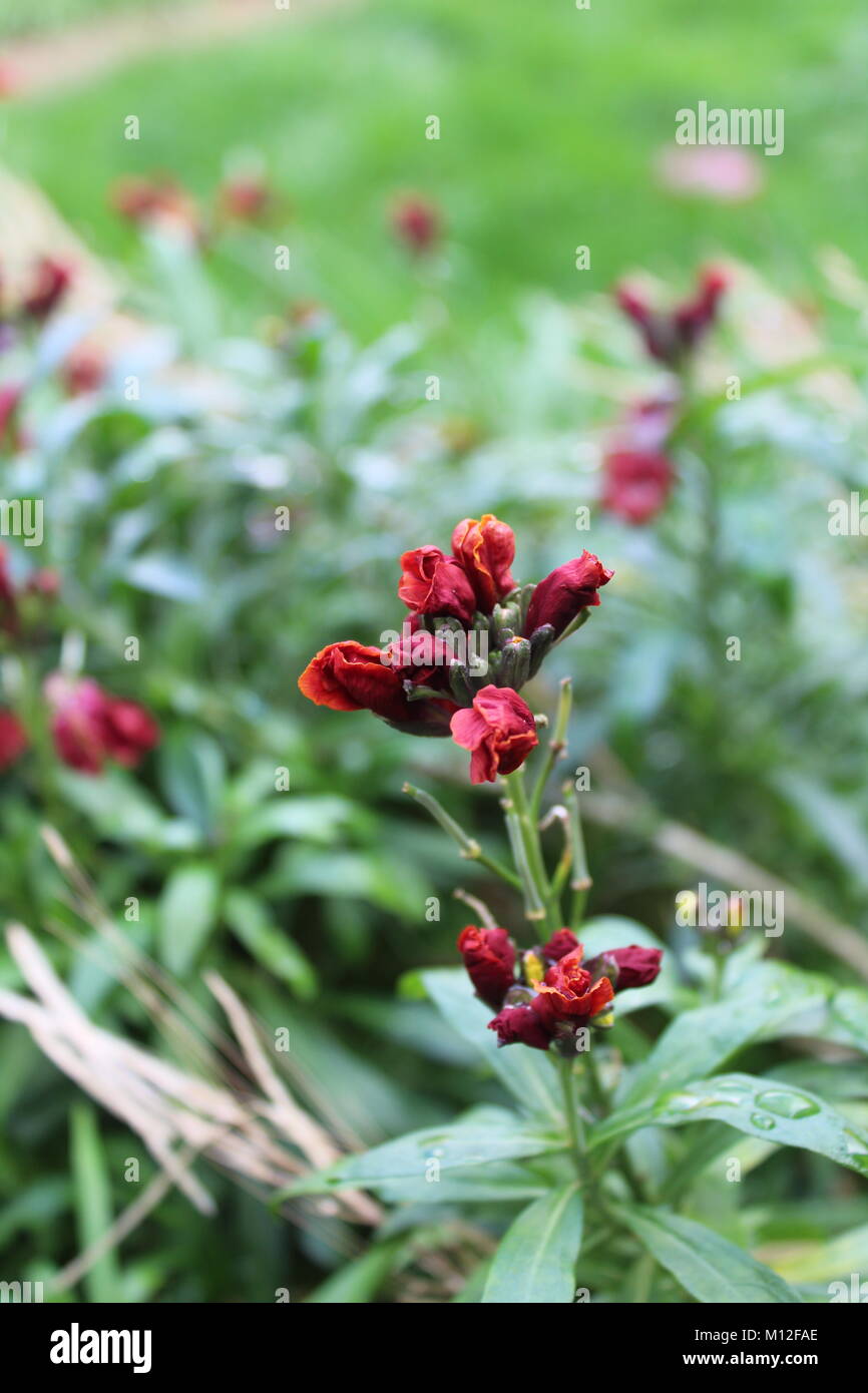 Close- shot of a flowerbed of colourful red Snapdragons (Antirrhinum ...