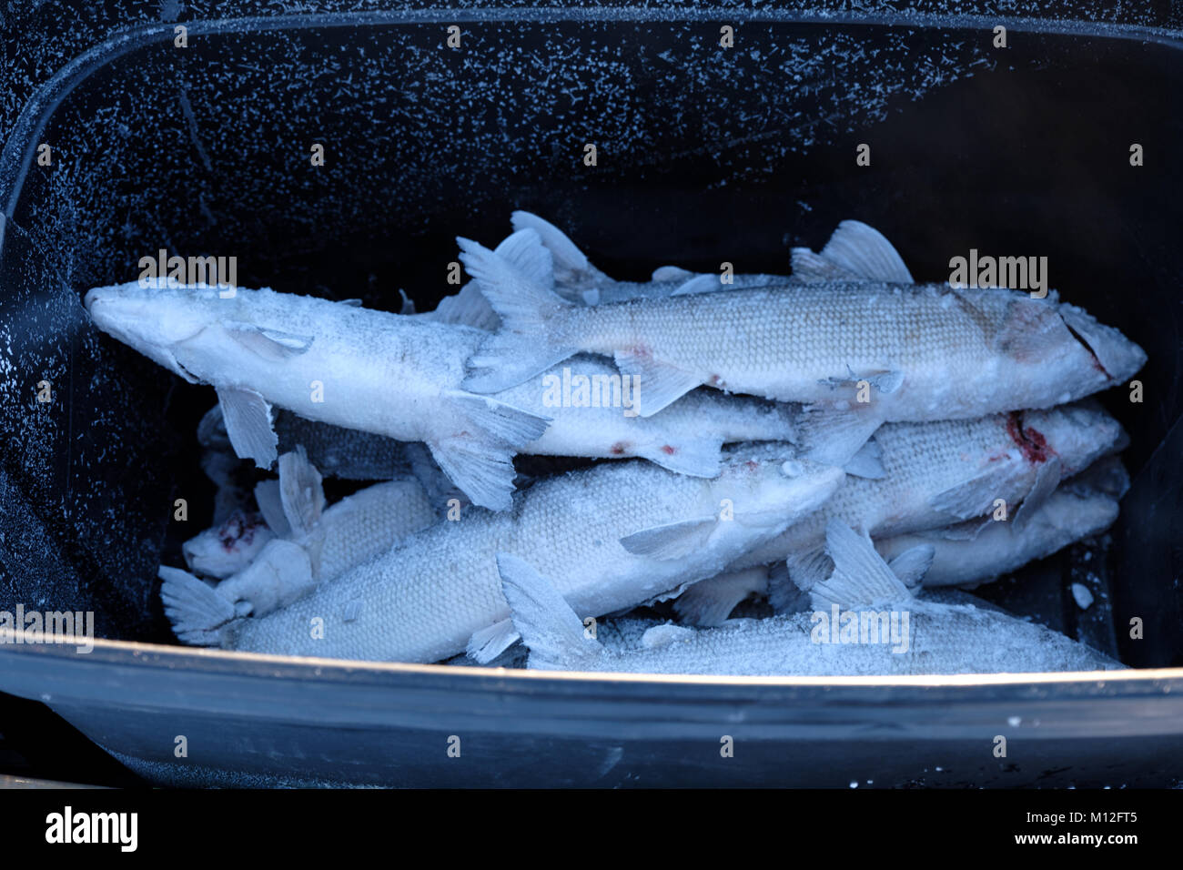 Frozen fish from Great Slave Lake Stock Photo - Alamy