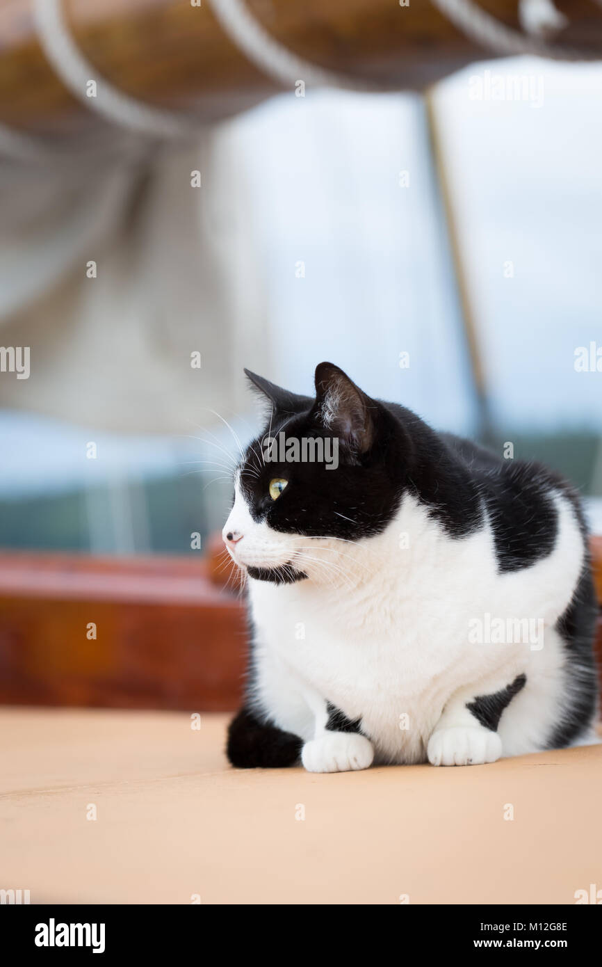 The cat boat hi-res stock photography and images - Alamy