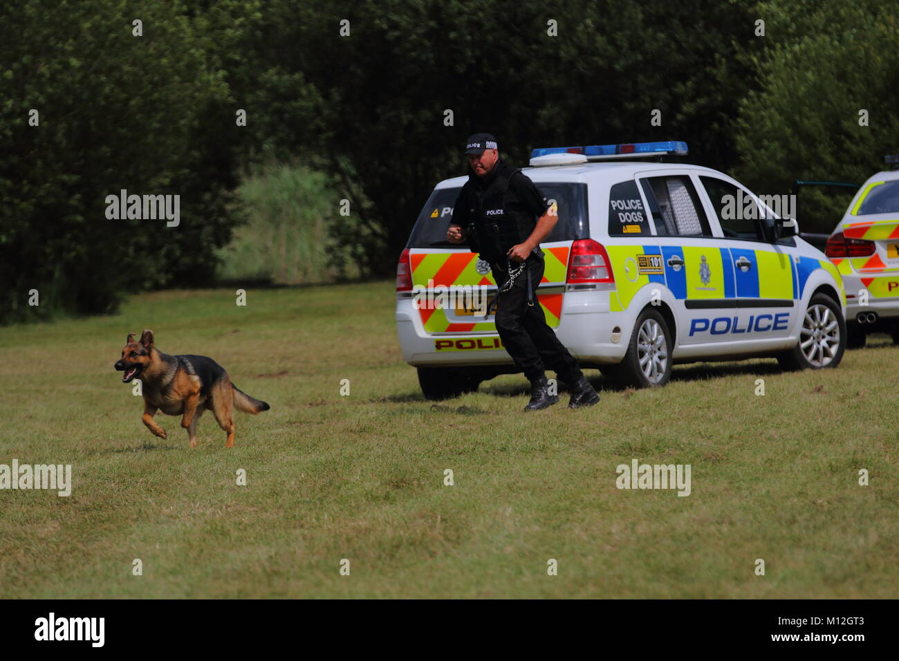 Police Dog In Action Stock Photo - Alamy
