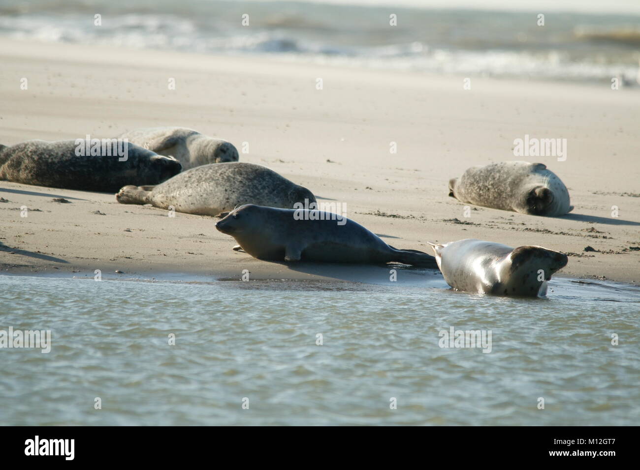 Seals laying in the sun to relax, swim and sun bathing Stock Photo - Alamy