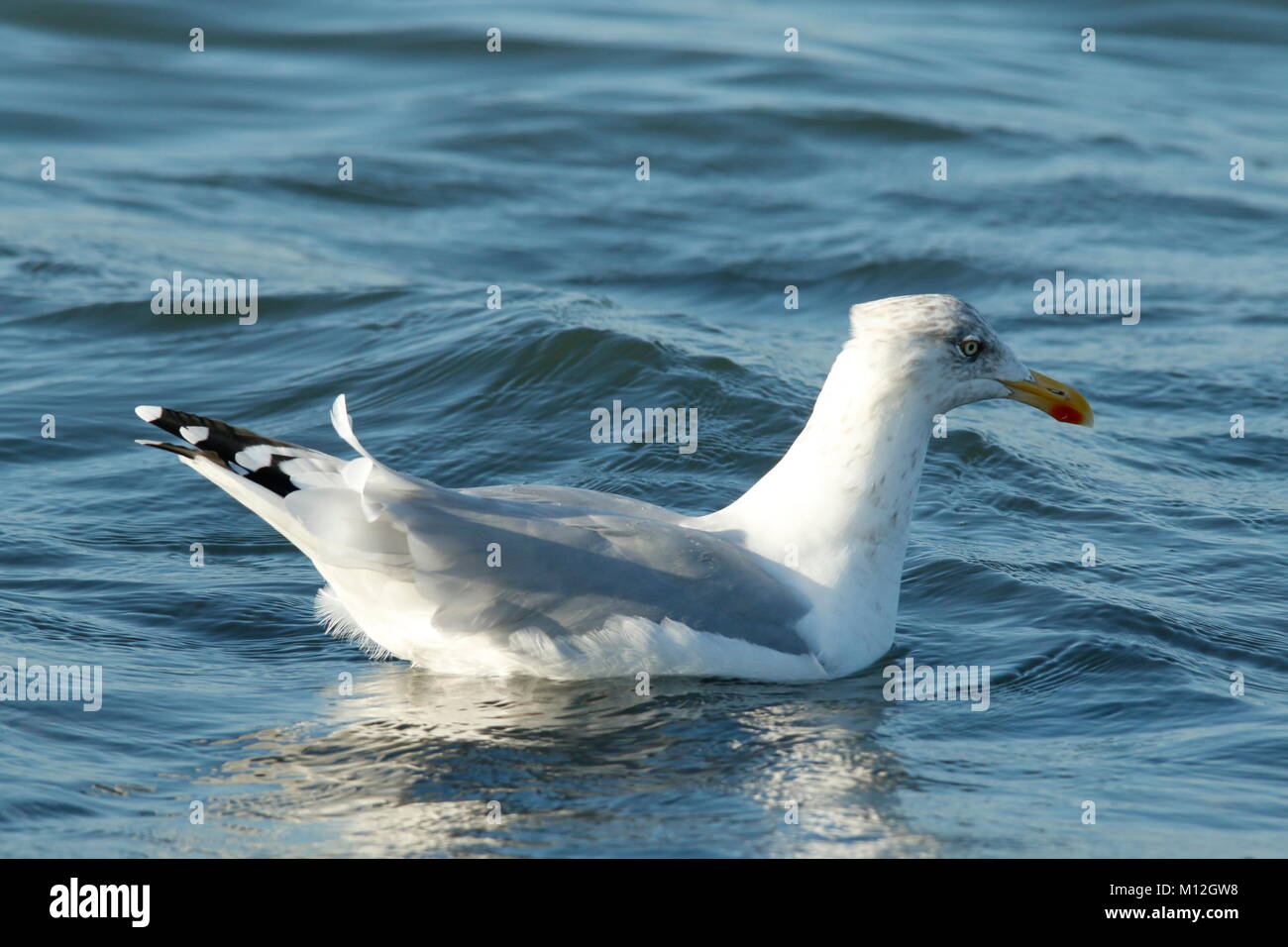 Seagull swimming and floating in the sea Stock Photo - Alamy