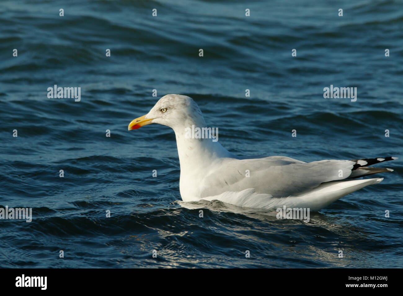 Seagull swimming and floating in the sea Stock Photo - Alamy