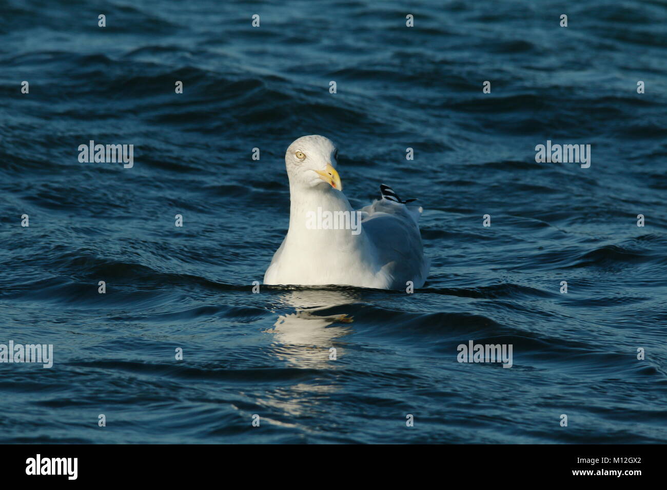 Seagull swimming and floating in the sea Stock Photo - Alamy