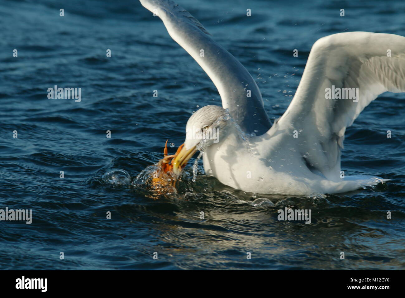 Seagull swimming and floating in the sea catching crab and fish Stock ...