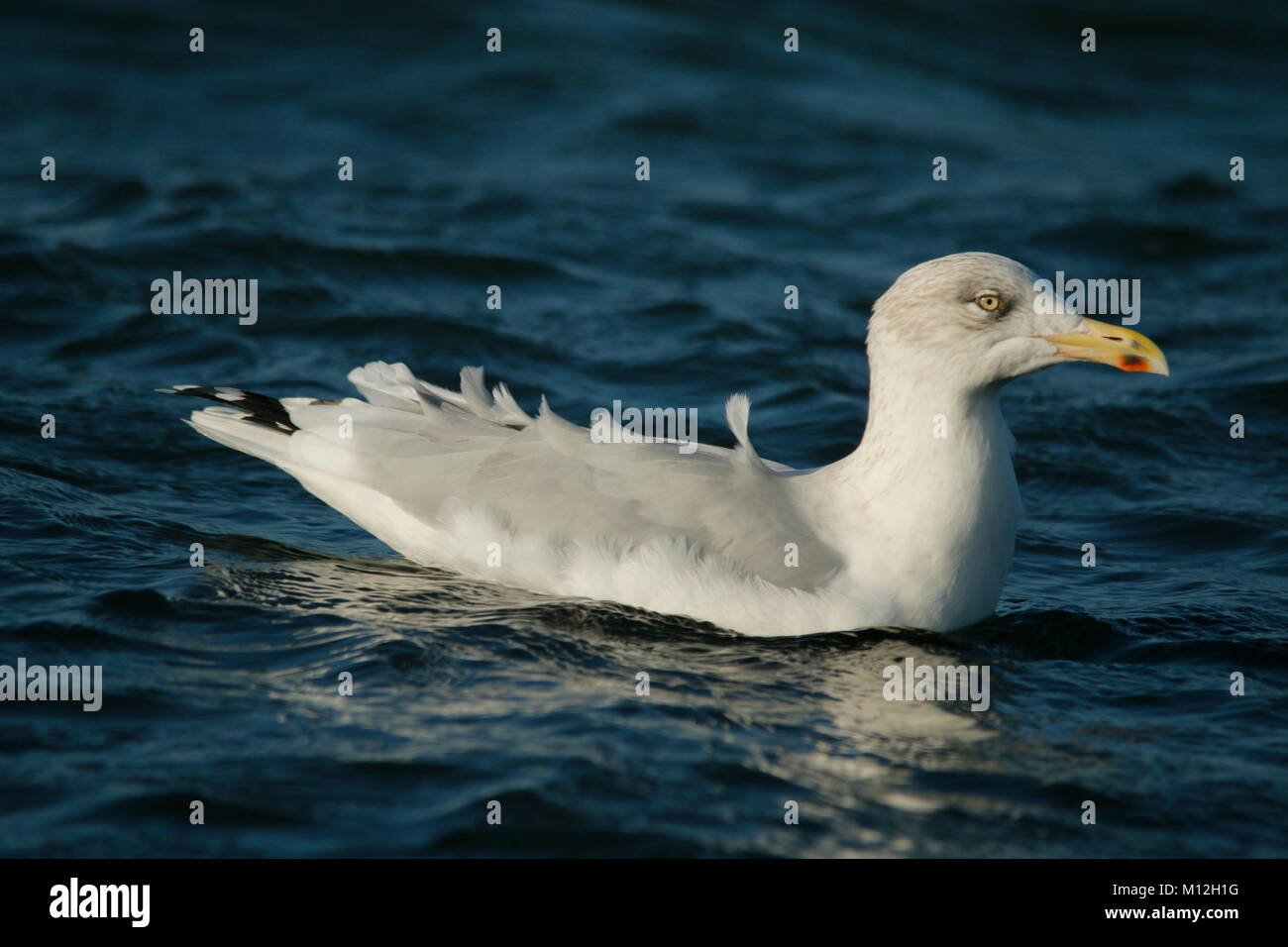 Seagull swimming and floating in the sea Stock Photo - Alamy