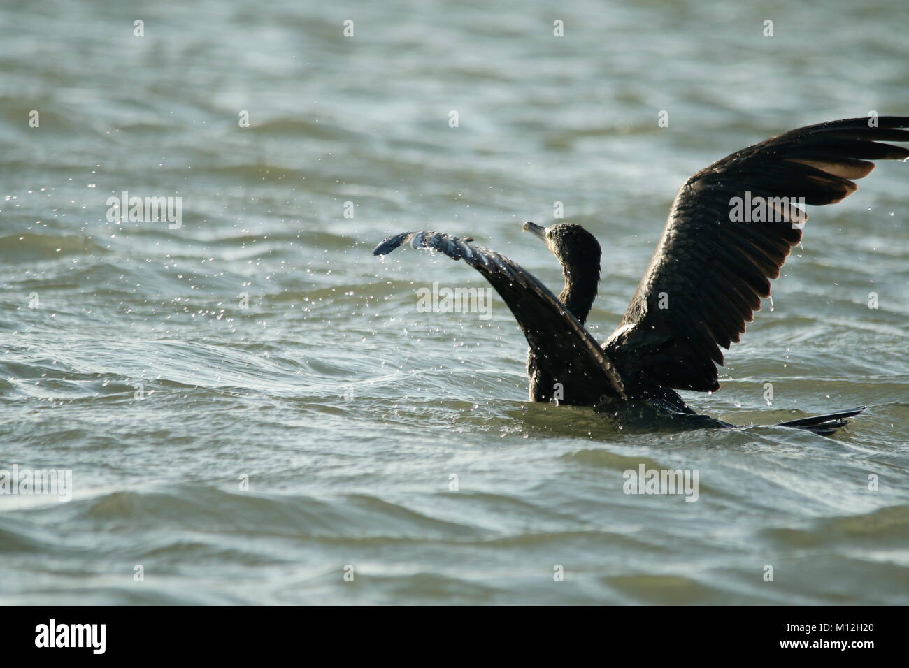Natural great cormorant bird hi-res stock photography and images - Alamy