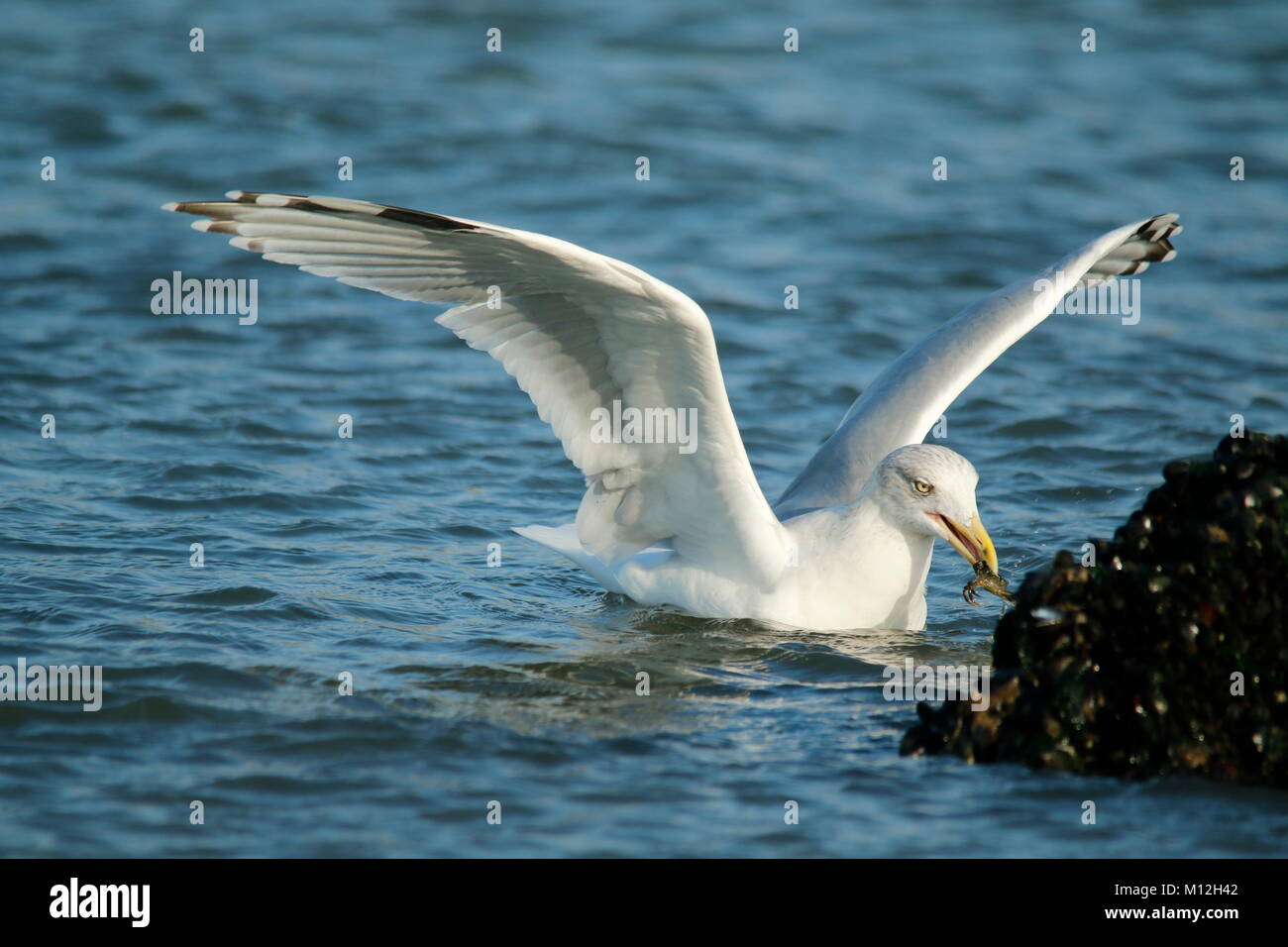 Seagull swimming and floating in the sea catching crab and fish Stock ...