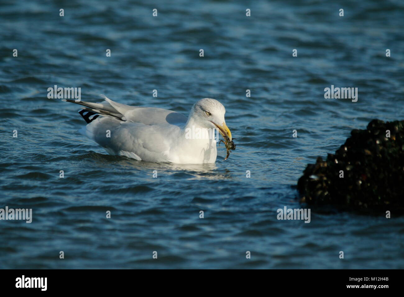 Seagull swimming and floating in the sea Stock Photo - Alamy