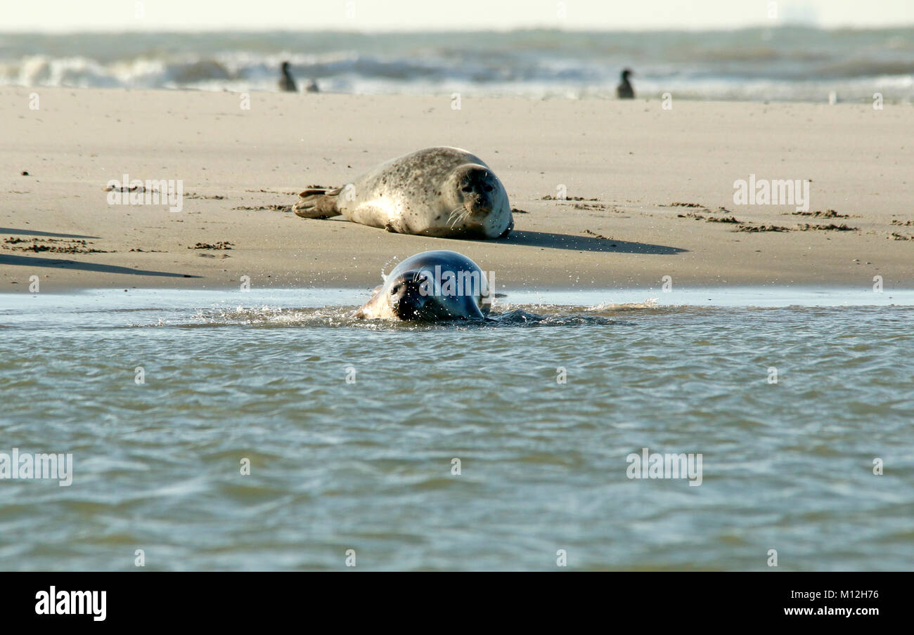 Seals laying in the sun to relax, swim and sun bathing Stock Photo - Alamy