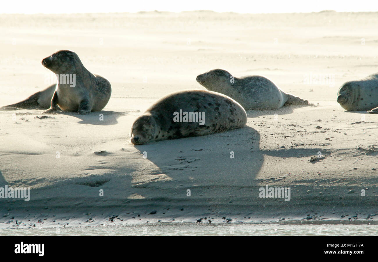 Seals laying in the sun to relax and sun bathing Stock Photo - Alamy