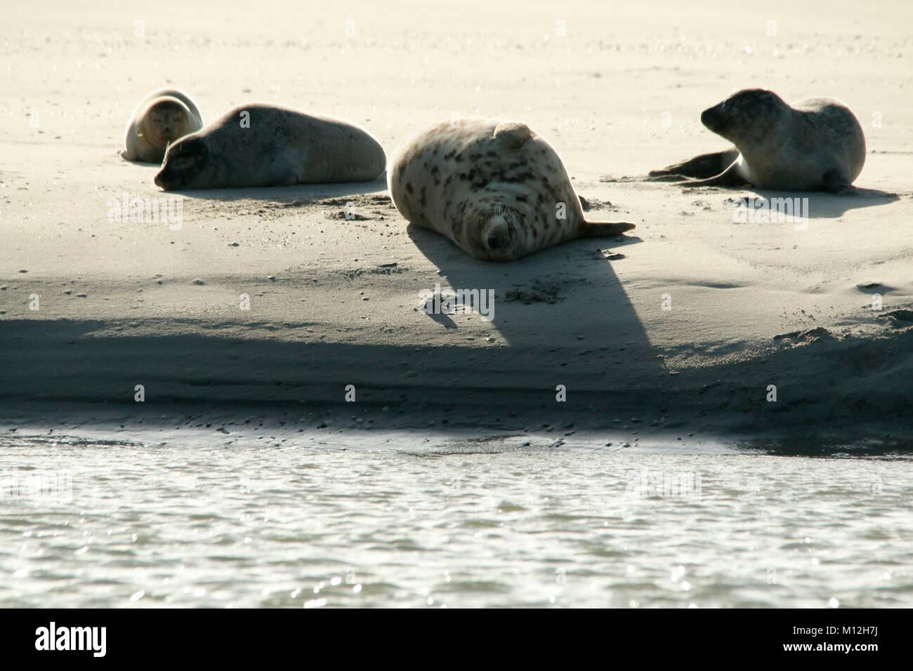 Seals laying in the sun to relax and sun bathing Stock Photo - Alamy