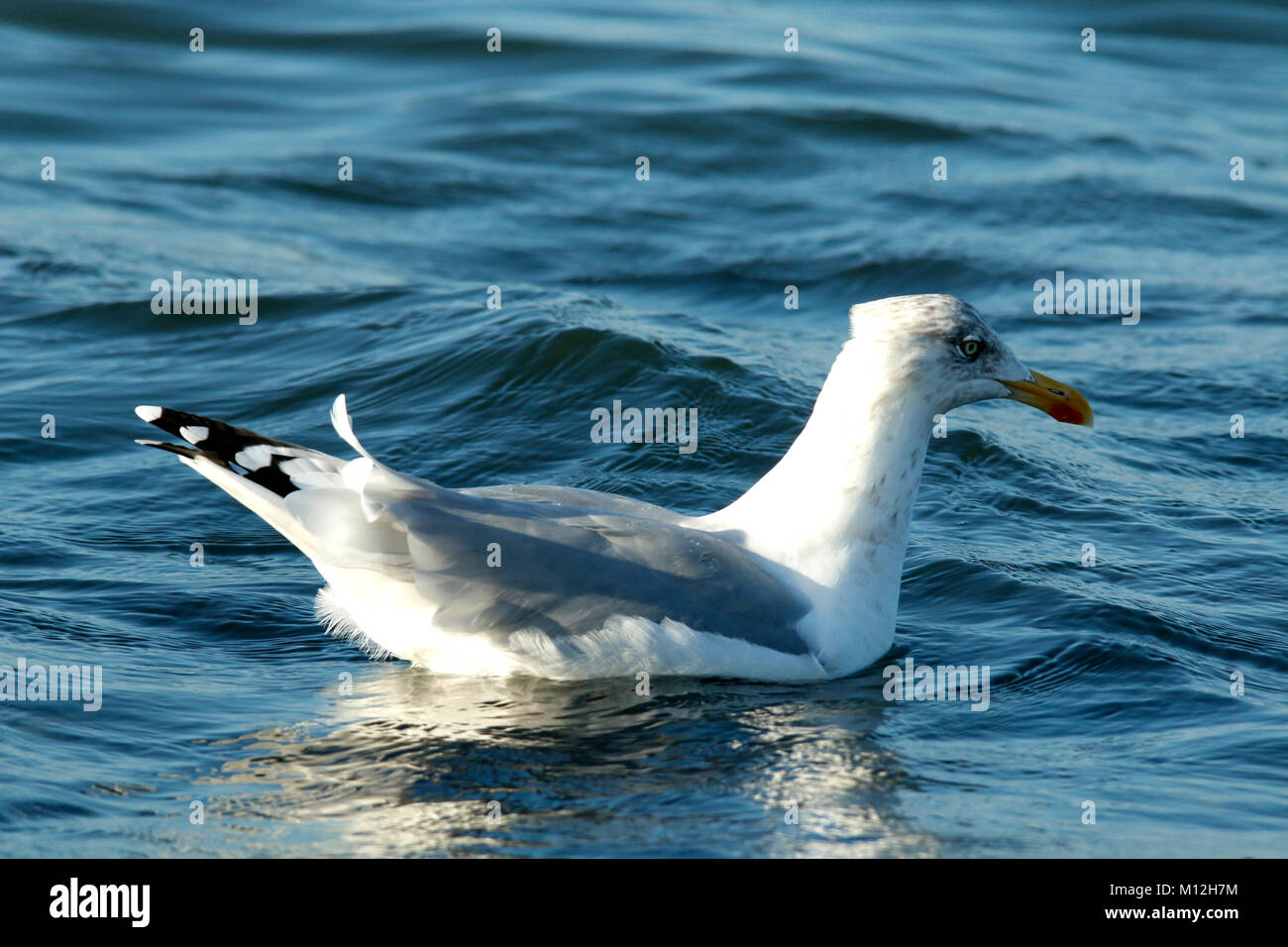 Seagull swimming and floating in the sea Stock Photo - Alamy