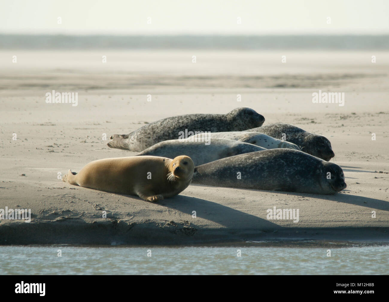 Seals laying in the sun to relax and sun bathing Stock Photo - Alamy