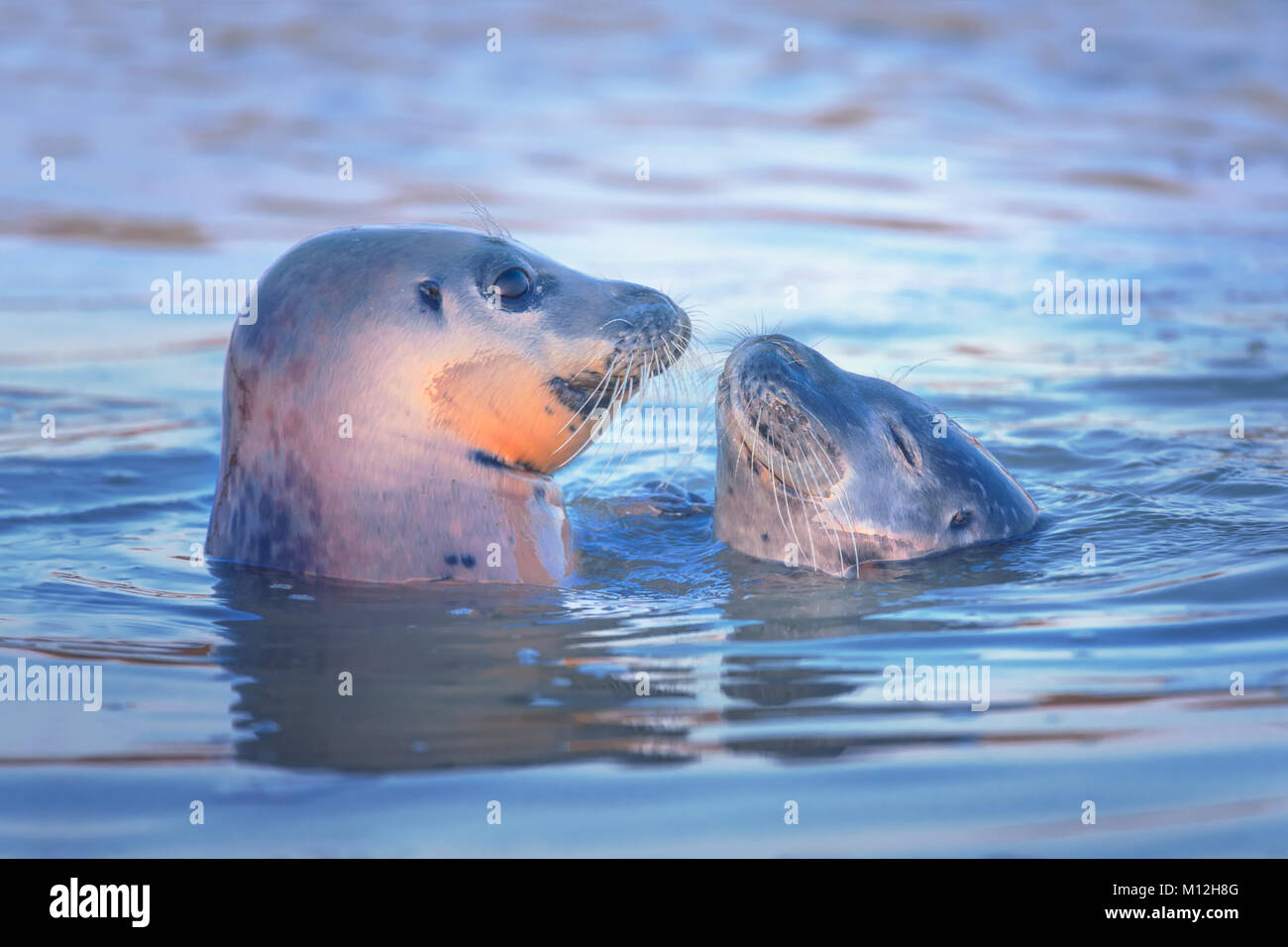 Two seals playing at sunset Stock Photo - Alamy