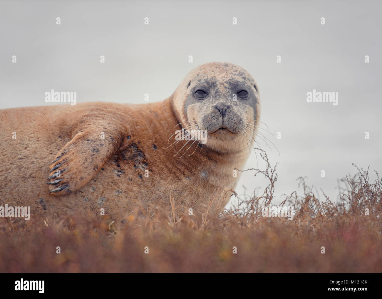 Common seal hi-res stock photography and images - Alamy