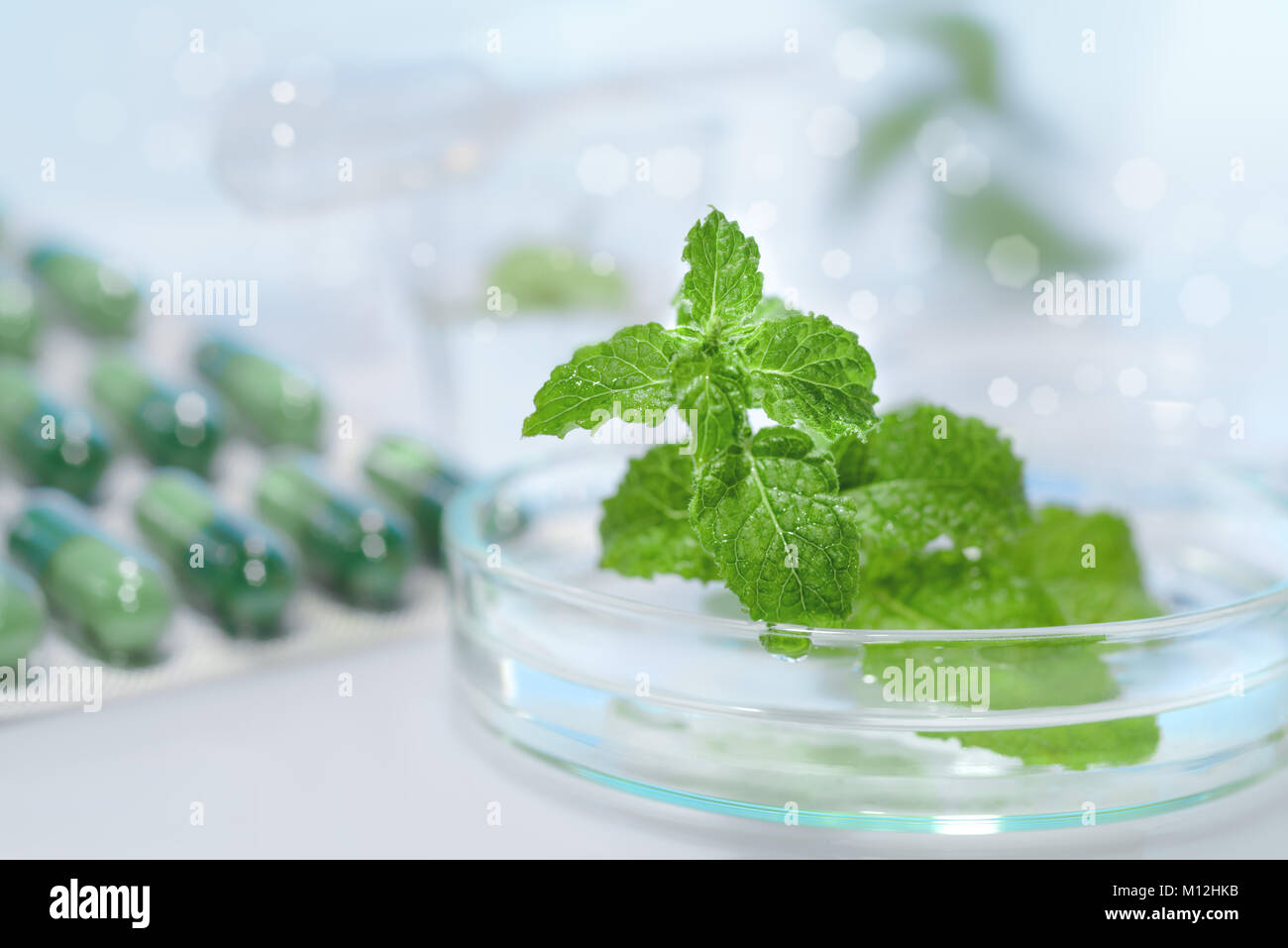 Peppermint capsules, research and development Stock Photo - Alamy