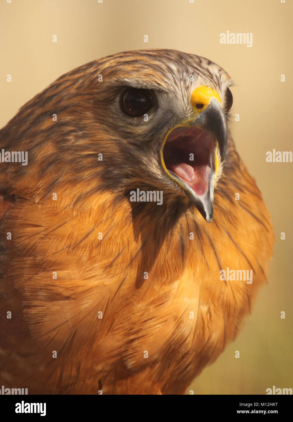 Red shouldered hawk portrait hi-res stock photography and images - Alamy