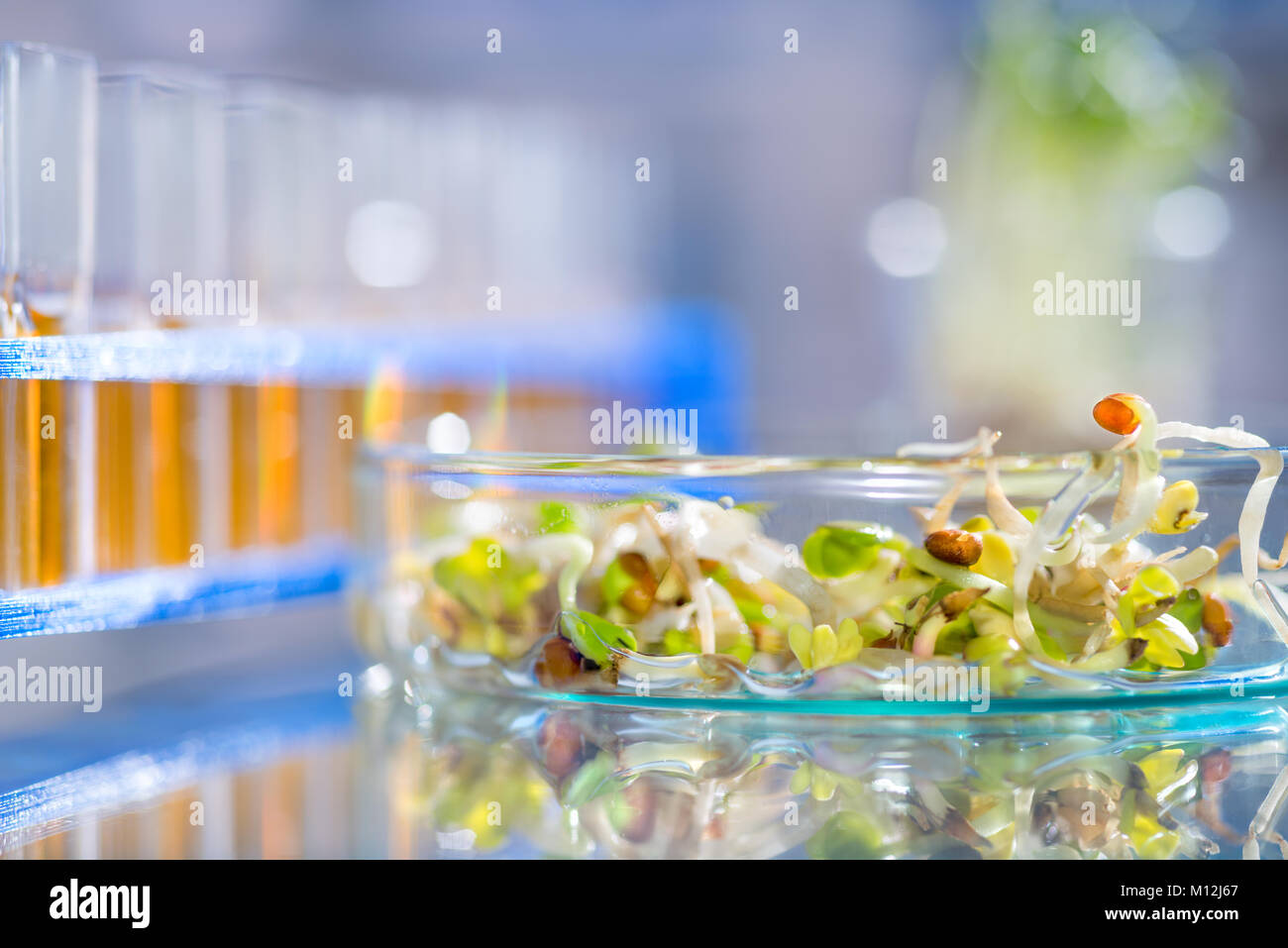 Quality control of bean sprouts for signs of bacterial or chemical ...