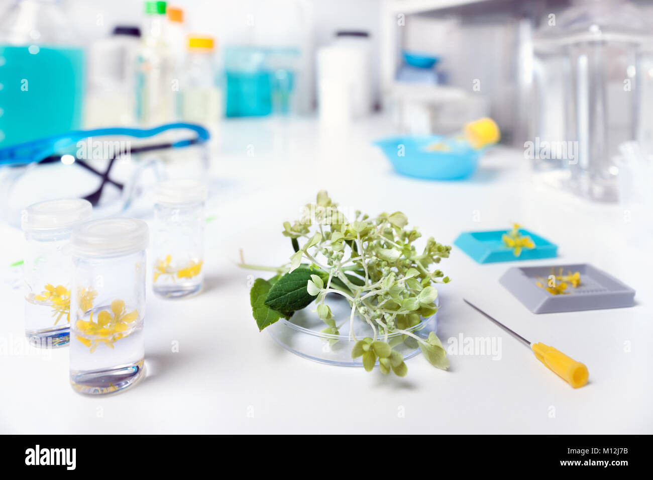 Collection of plant samples for analysis in scientific laboratory Stock ...