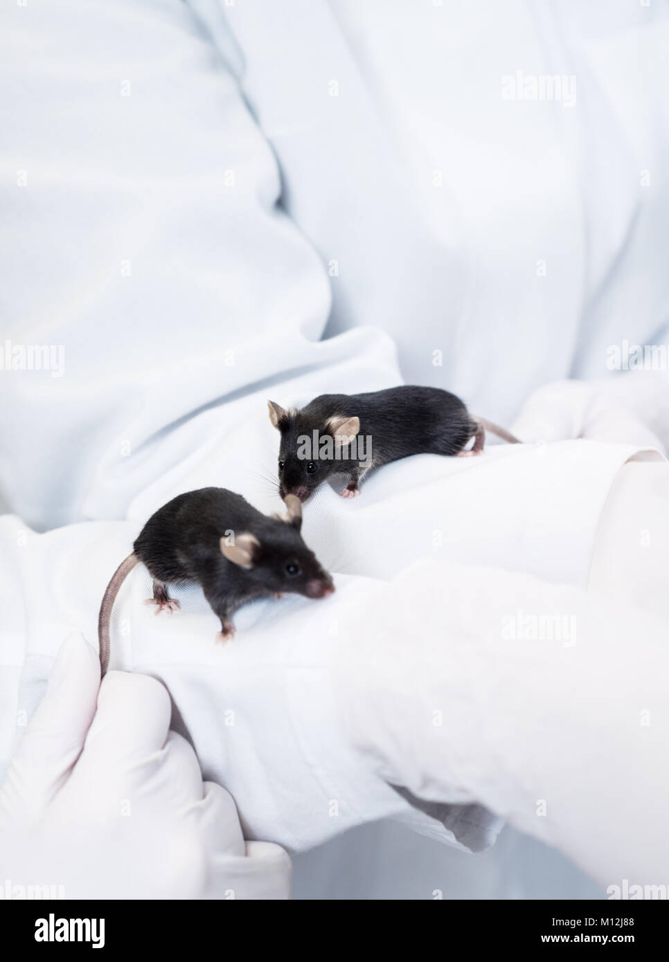 C57 black hi-res stock photography and images - Alamy