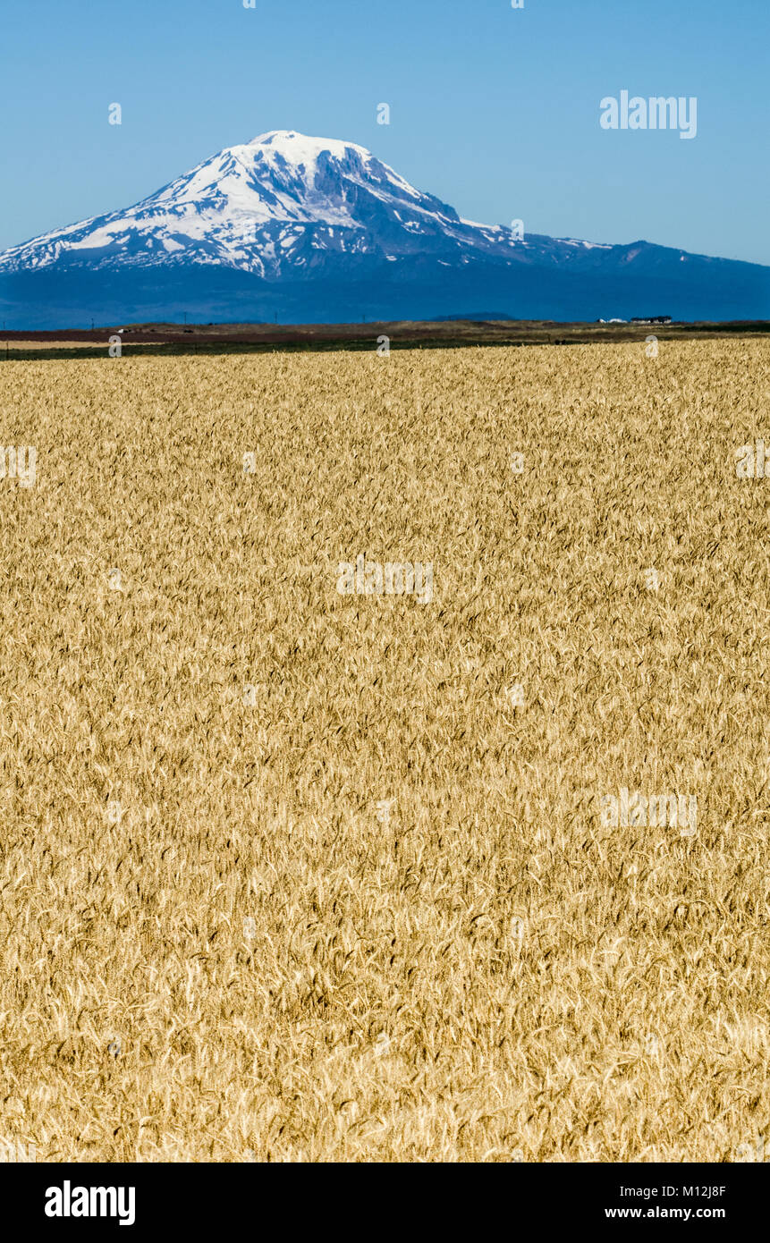 Mount harvest hi-res stock photography and images - Alamy