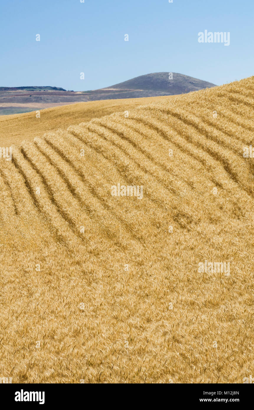 Wheat farm with dry wheat ready for harvest near Goldendale, Washington ...