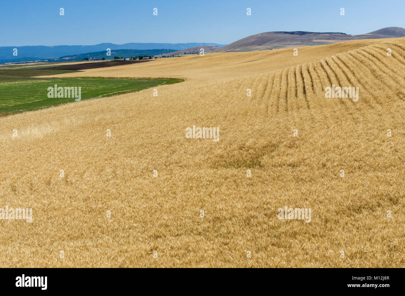 Wheat farm with dry wheat ready for harvest near Goldendale, Washington ...