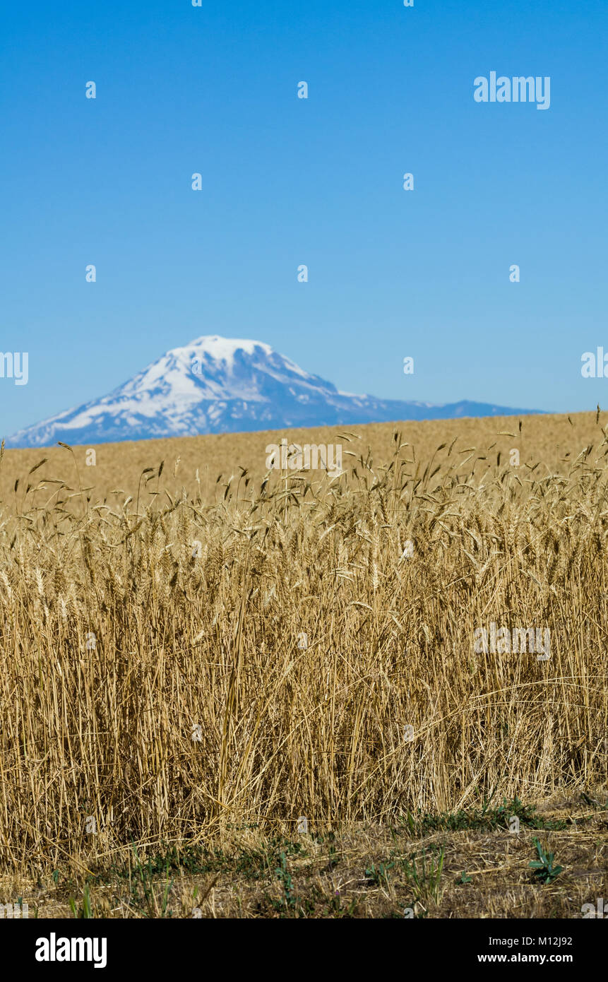 Wheat mount hi-res stock photography and images - Alamy