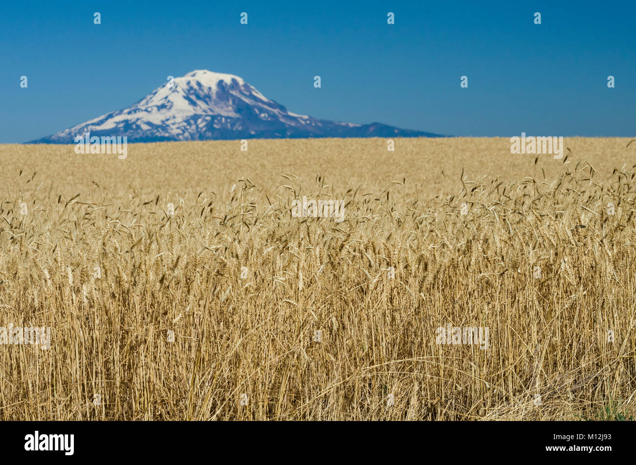 Mount harvest hi-res stock photography and images - Alamy