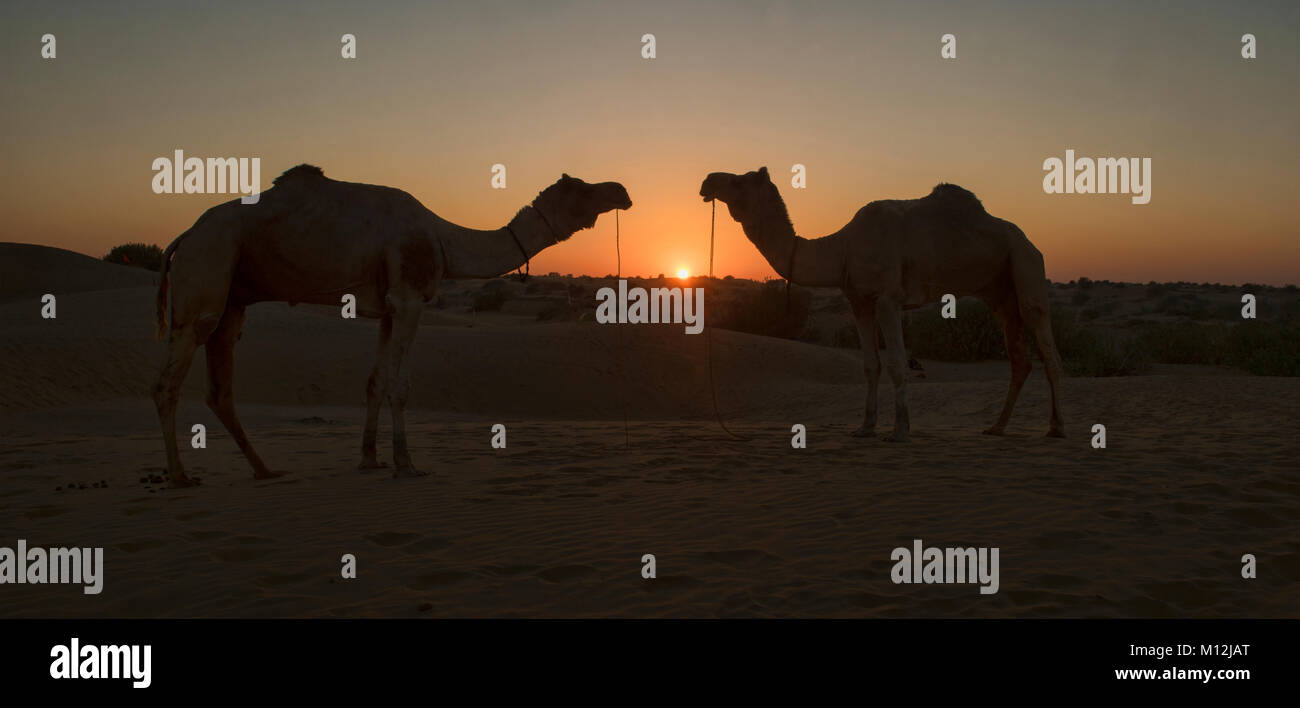 Camels at sunset, Thar Desert, Rajasthan, India Stock Photo - Alamy