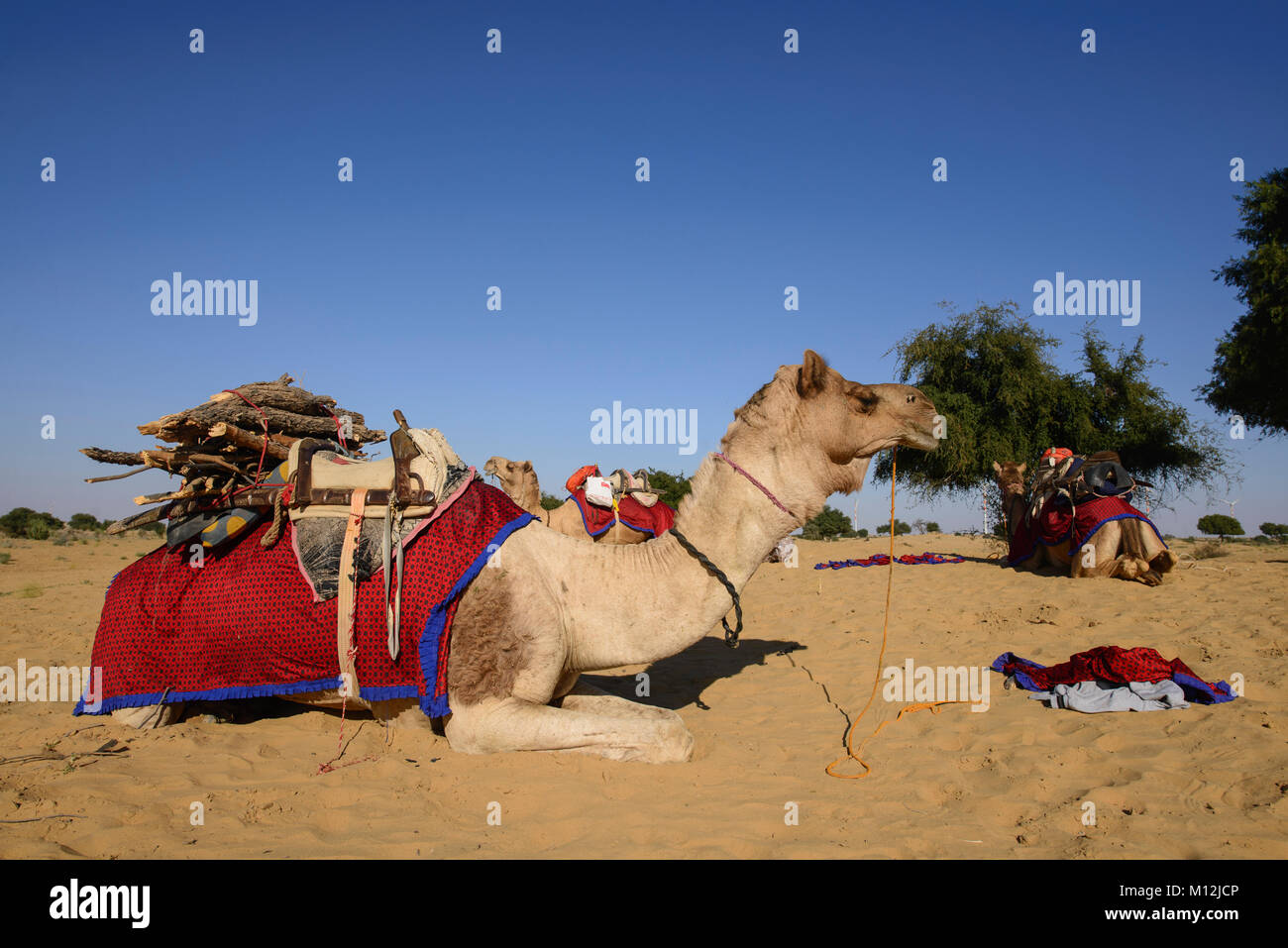 Camel with thar desert hi-res stock photography and images - Alamy