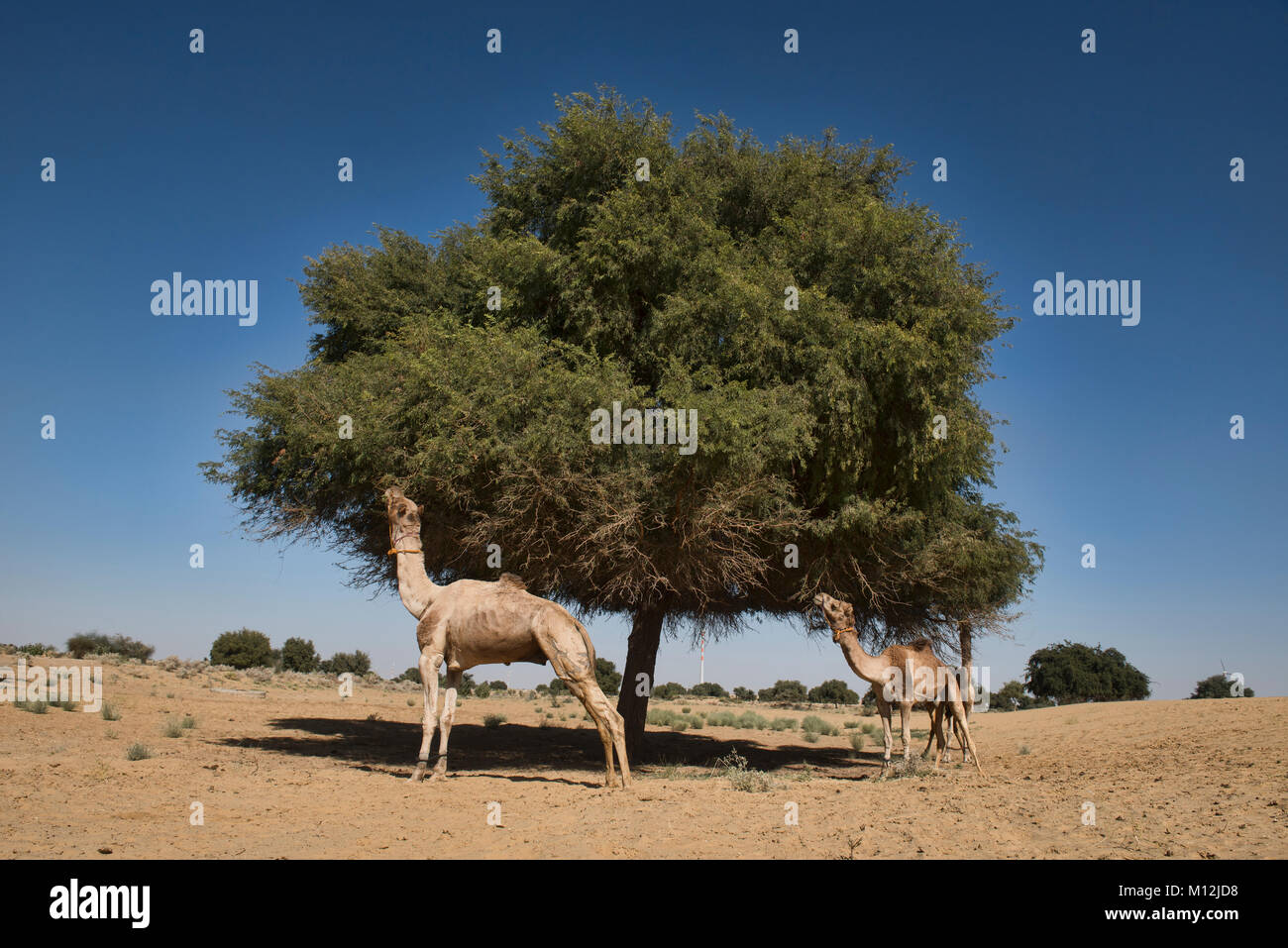 Trees and shrubs in desert hi-res stock photography and images - Alamy