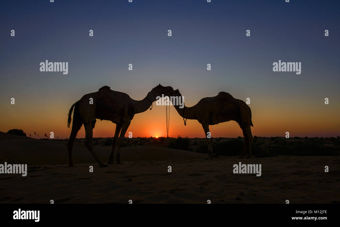 Camels at sunset, Thar Desert, Rajasthan, India Stock Photo - Alamy