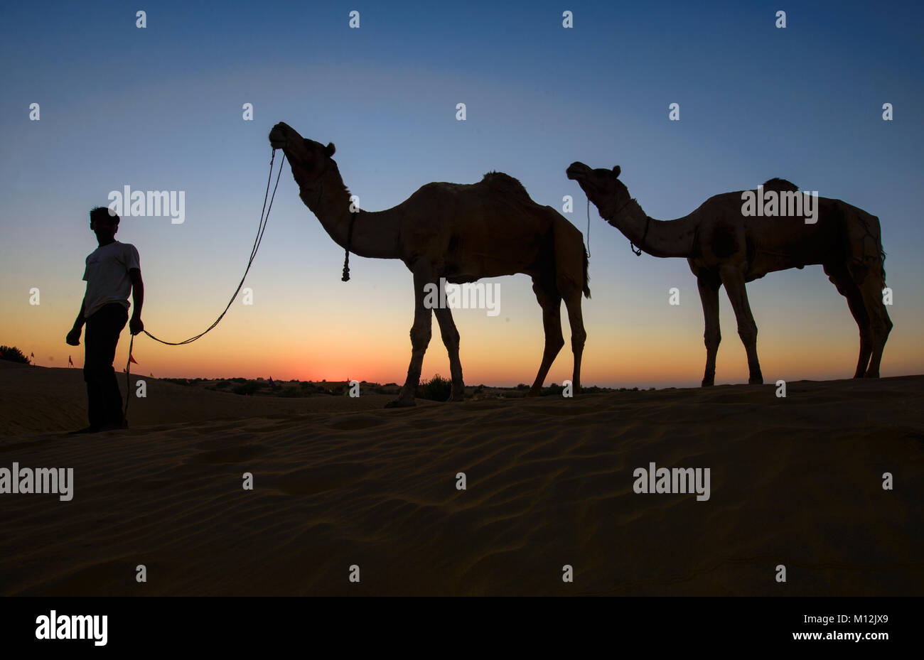Camels at sunset, Thar Desert, Rajasthan, India Stock Photo - Alamy