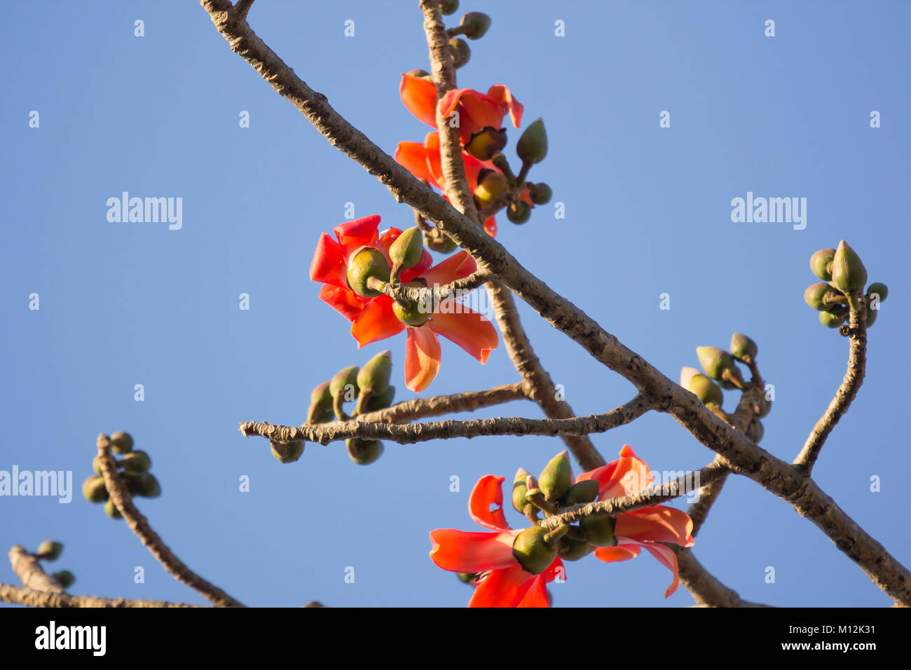 Flower of Bombax ceiba tree with blue sky background Stock Photo - Alamy