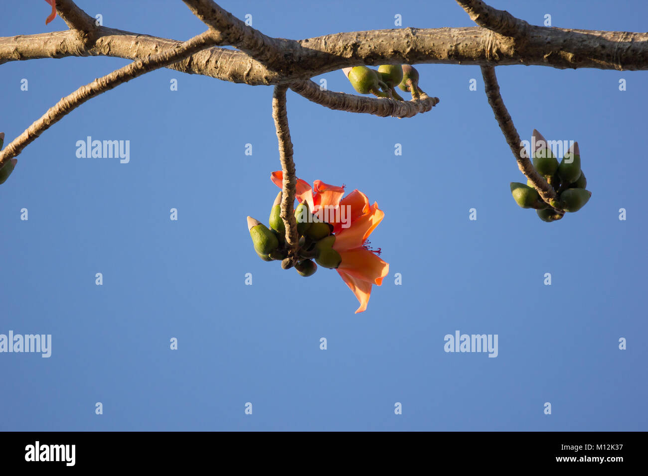Flower of Bombax ceiba tree with blue sky background Stock Photo - Alamy