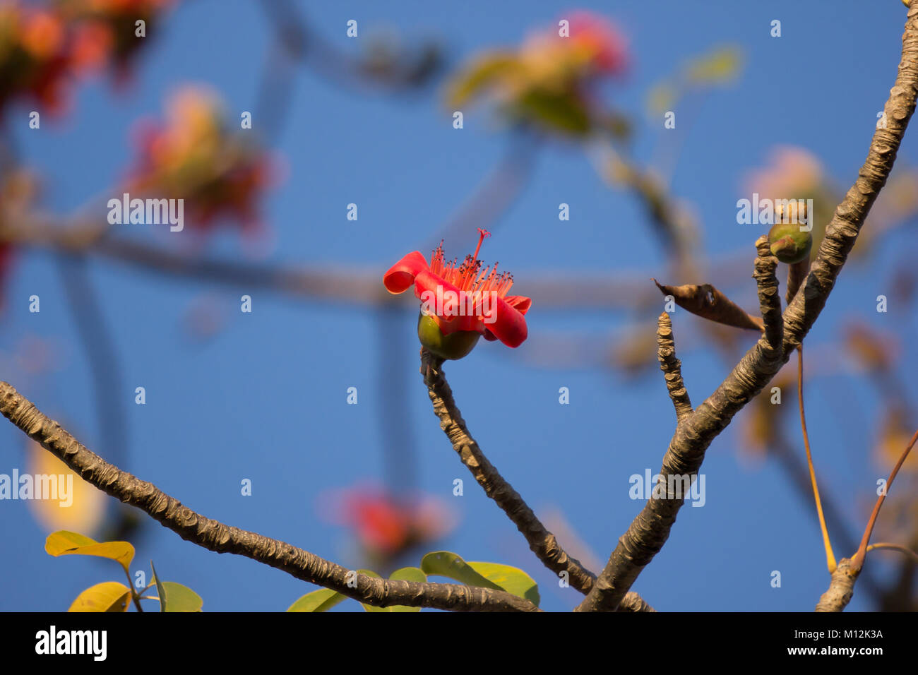 Flower of Bombax ceiba tree with blue sky background Stock Photo - Alamy