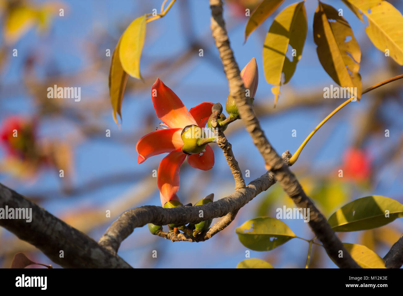 Flower of Bombax ceiba tree with blue sky background Stock Photo - Alamy