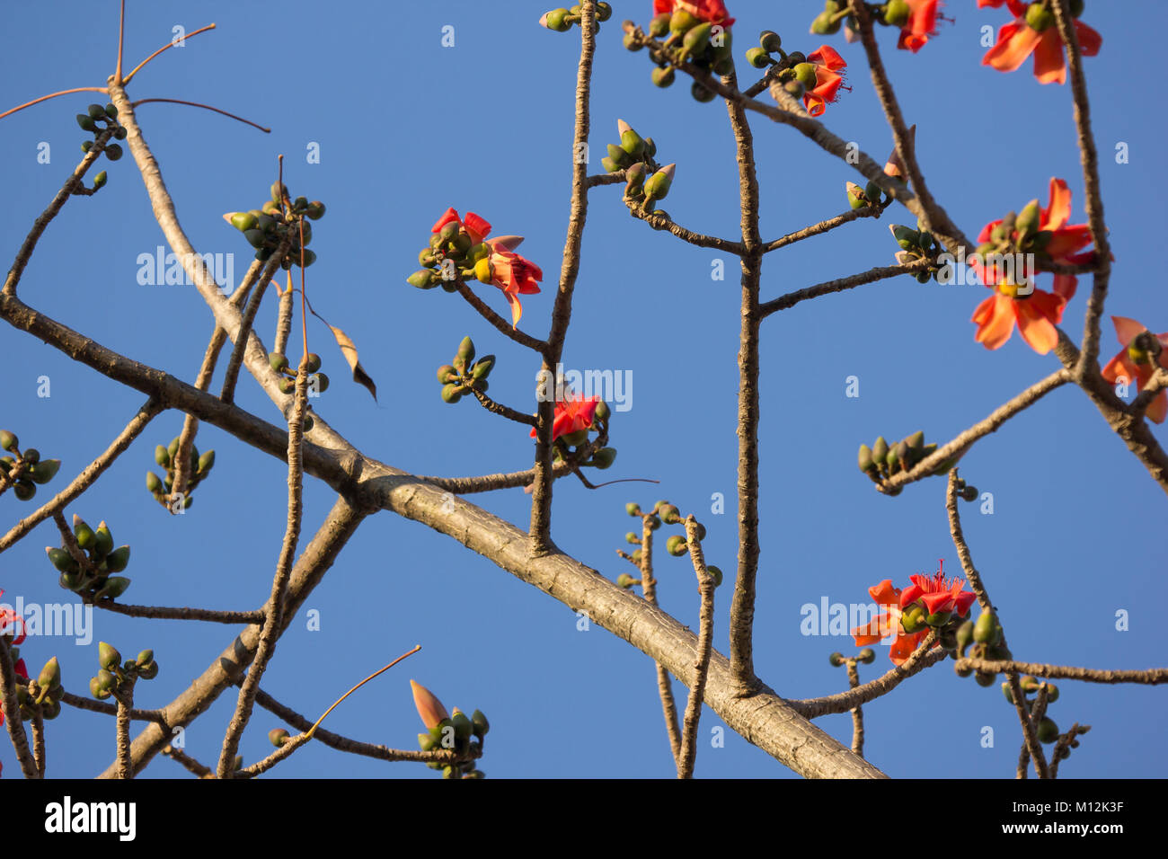 Flower of Bombax ceiba tree with blue sky background Stock Photo - Alamy