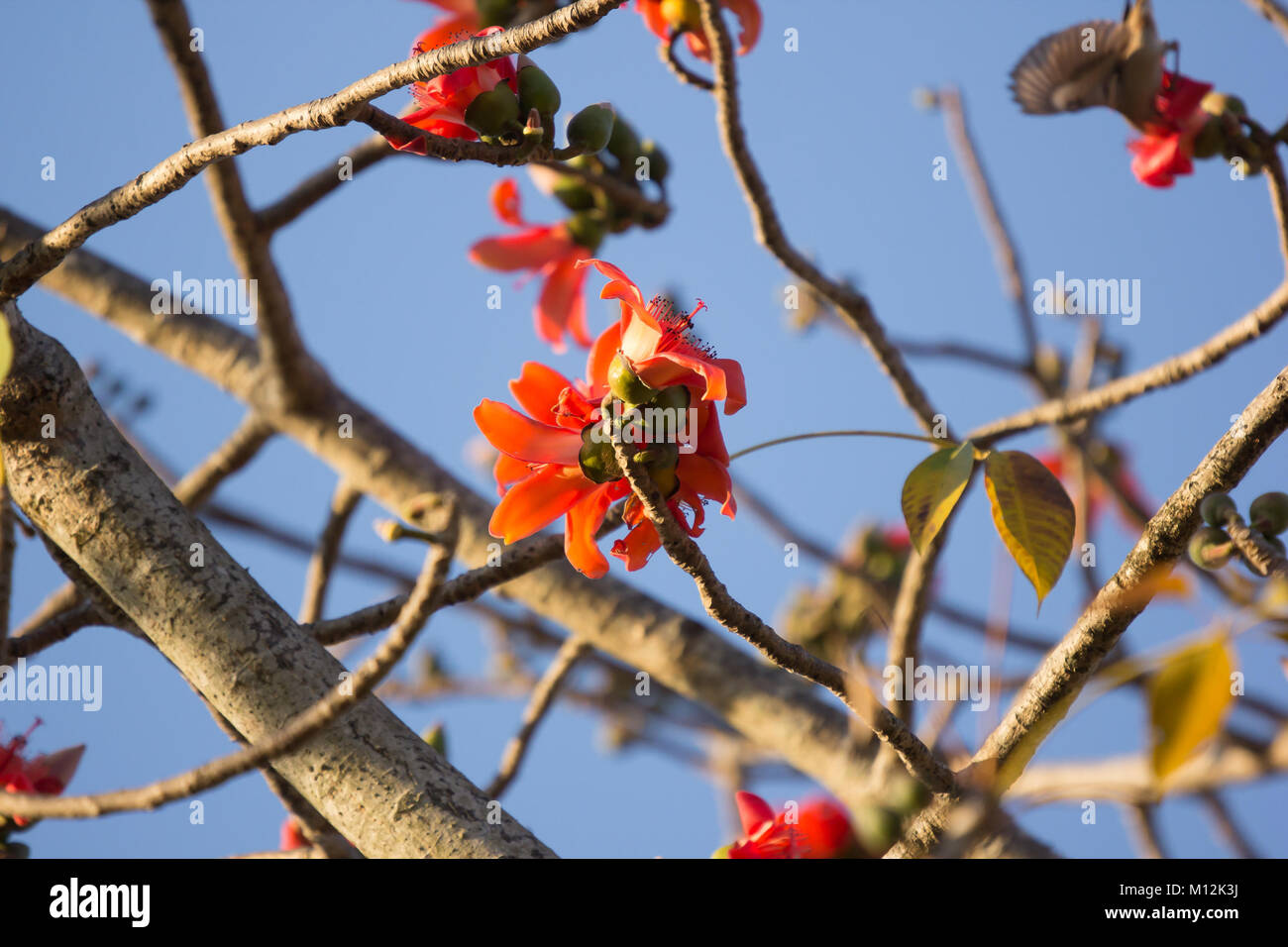 Flower of Bombax ceiba tree with blue sky background Stock Photo - Alamy