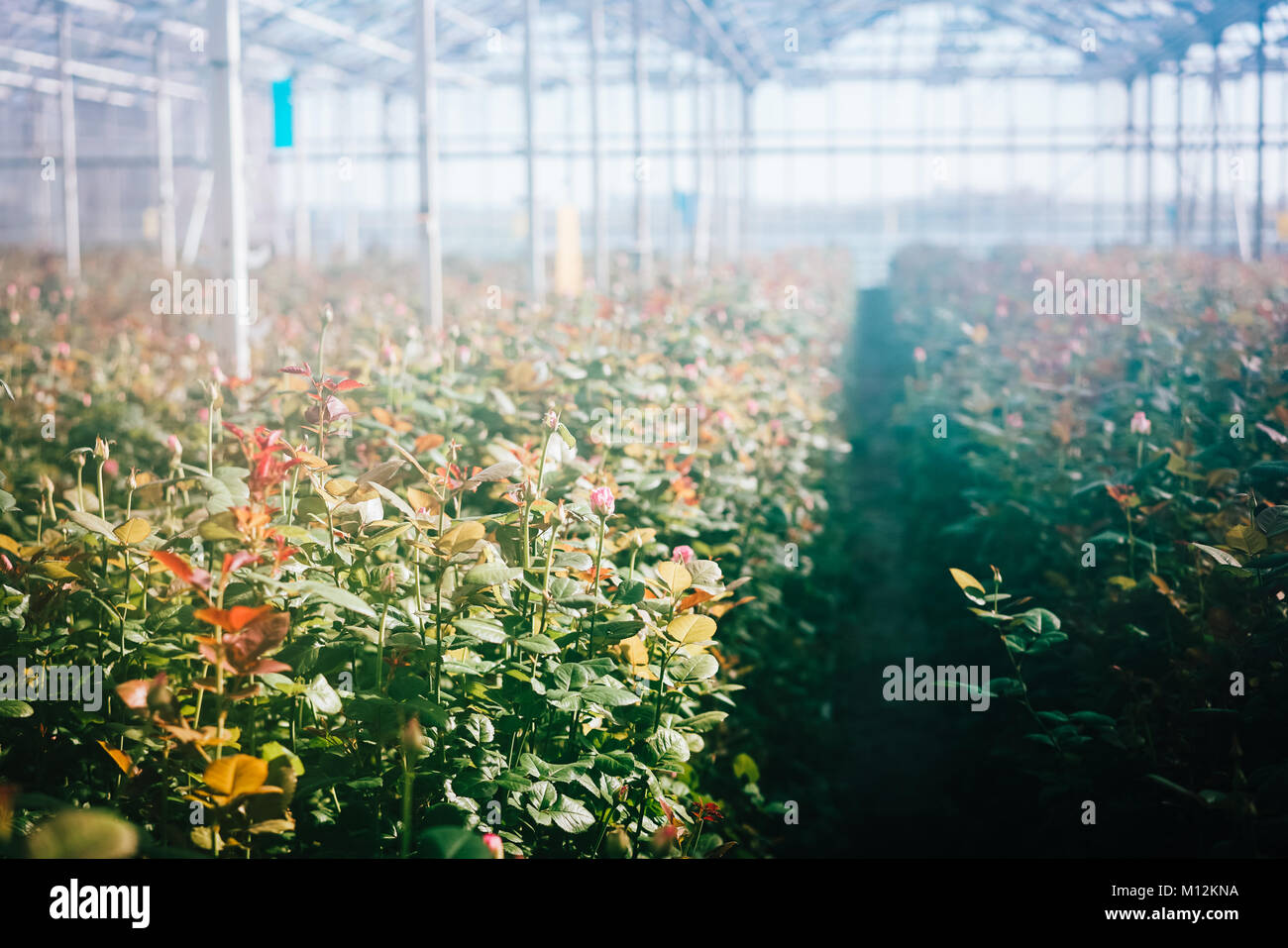 Greenhouse roses growing under daylight Stock Photo - Alamy