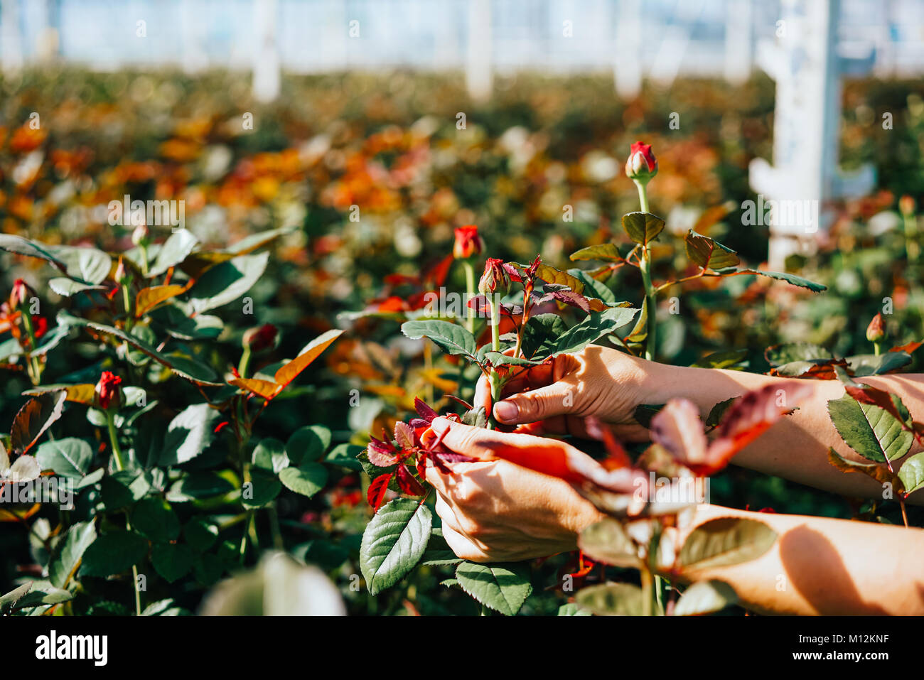 Leave it to someone else hi-res stock photography and images - Alamy