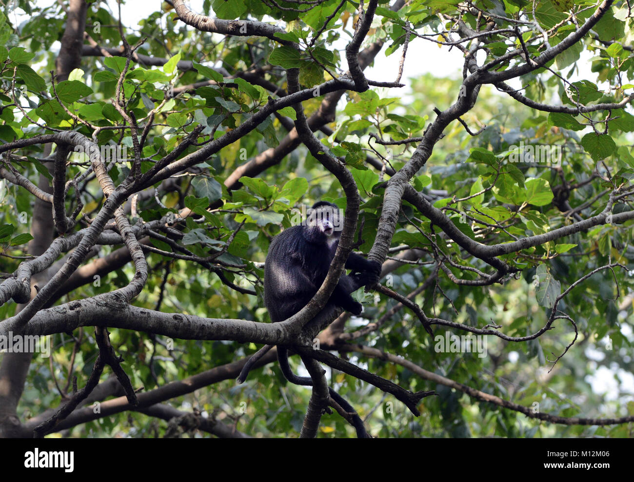 Congo monkey hi-res stock photography and images - Alamy
