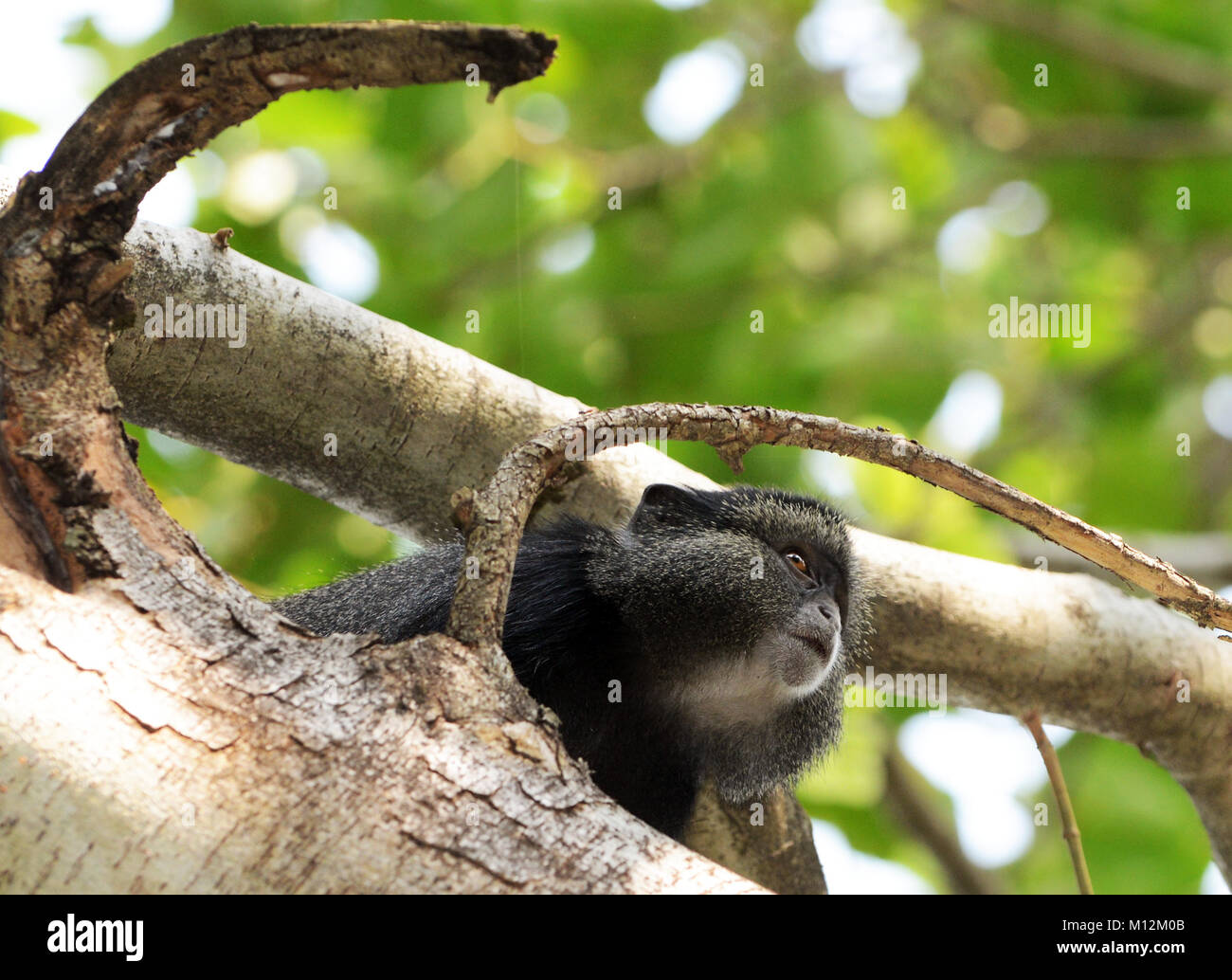 A Blue Monkey in Virunga national park in Eastern Congo Stock Photo - Alamy